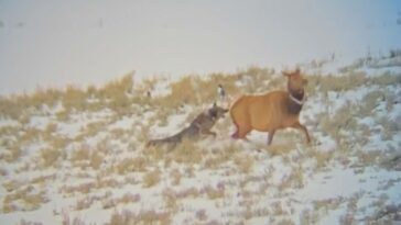 Wolf Bites Elk's Butt
