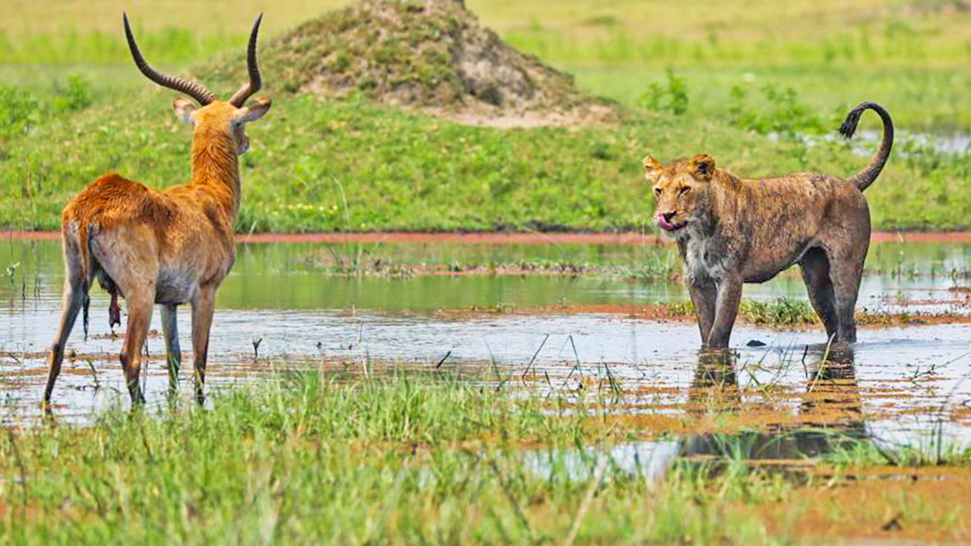 Antelope Turns to Fight Back Against Lion in River