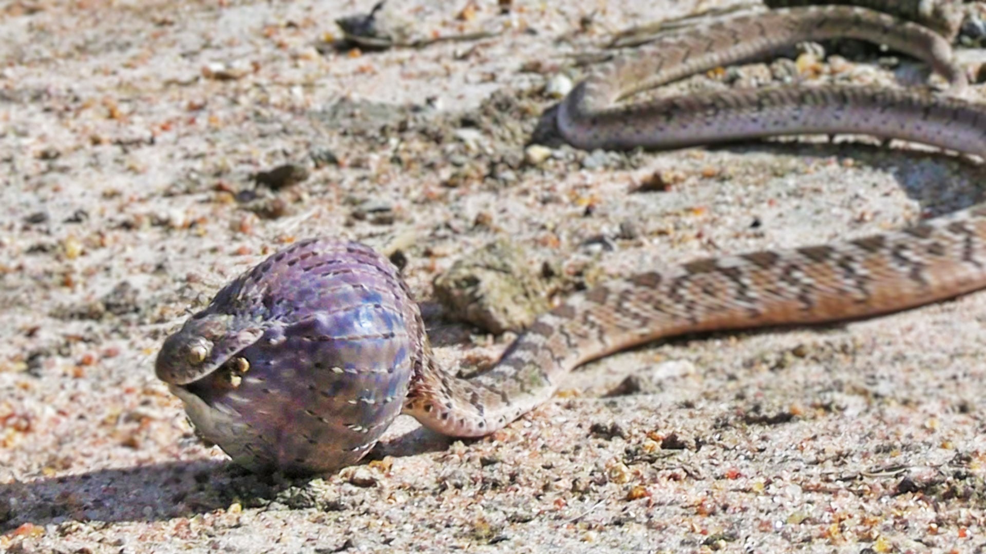 Snake Turns into a Balloon After Stealing Huge Egg