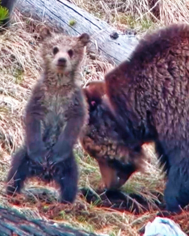 Tiny Bear Cub Stands Up and Captivates the World