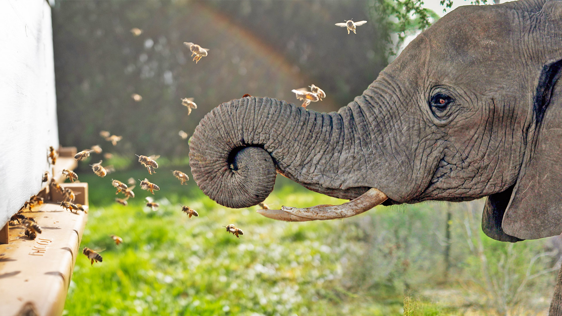 How Bees and Elephants Are Working Together to Save Trees