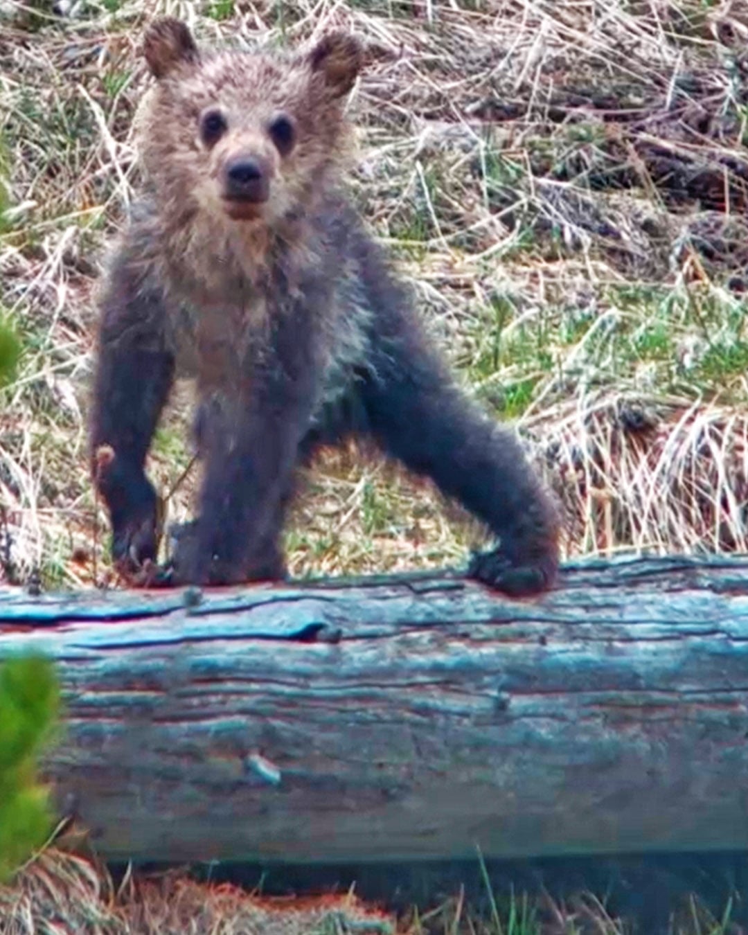 Tiny Bear Cub Stands Up and Captivates the World