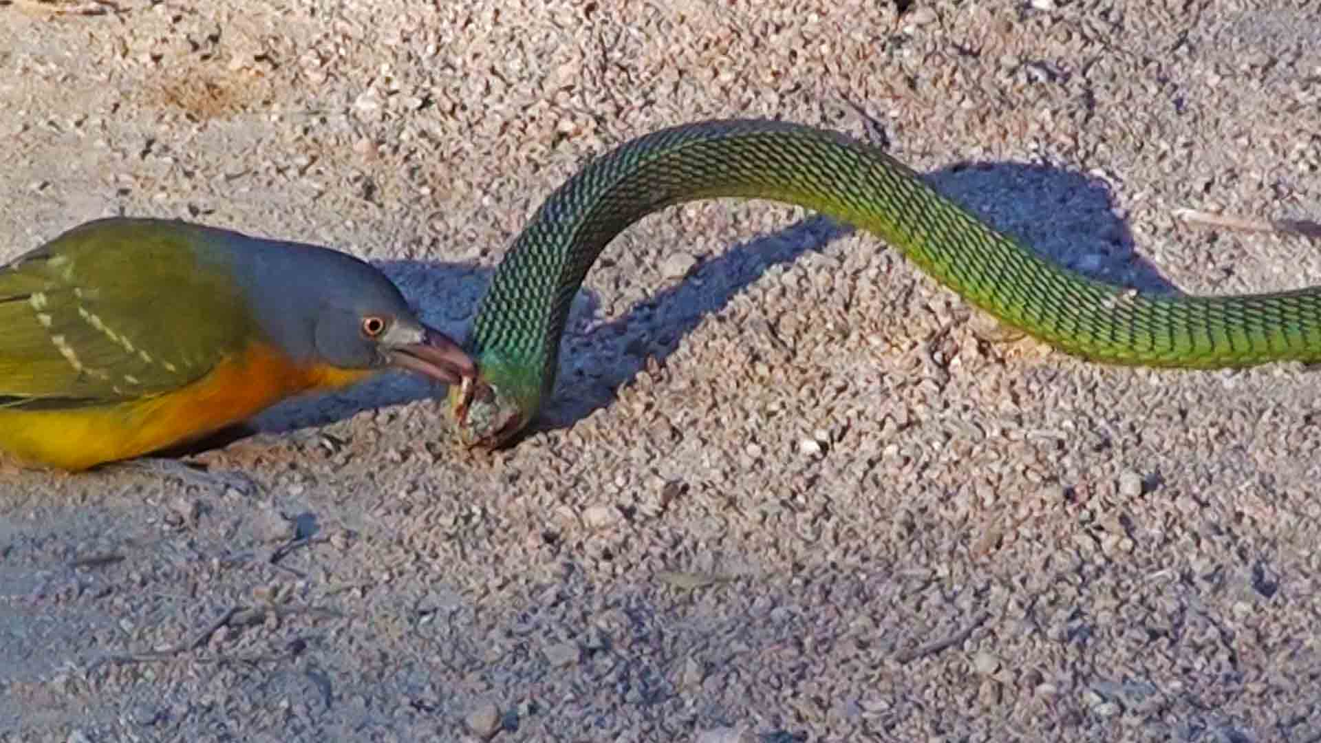 Bird Rips Snake’s Eyes Out as it Tries to Escape
