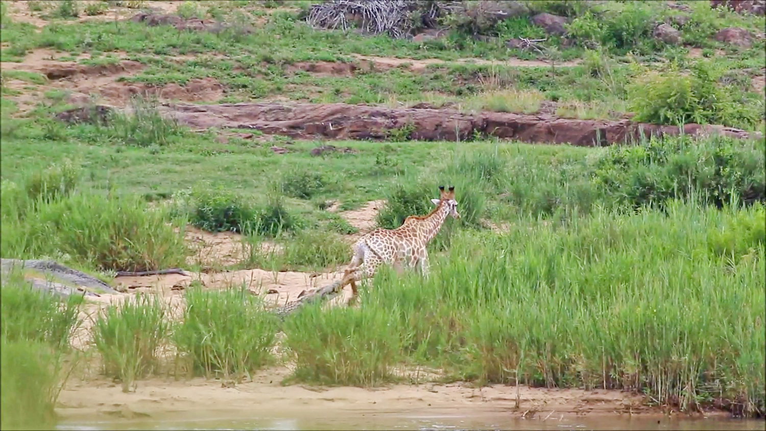 Battle Between Giraffe and Crocodile