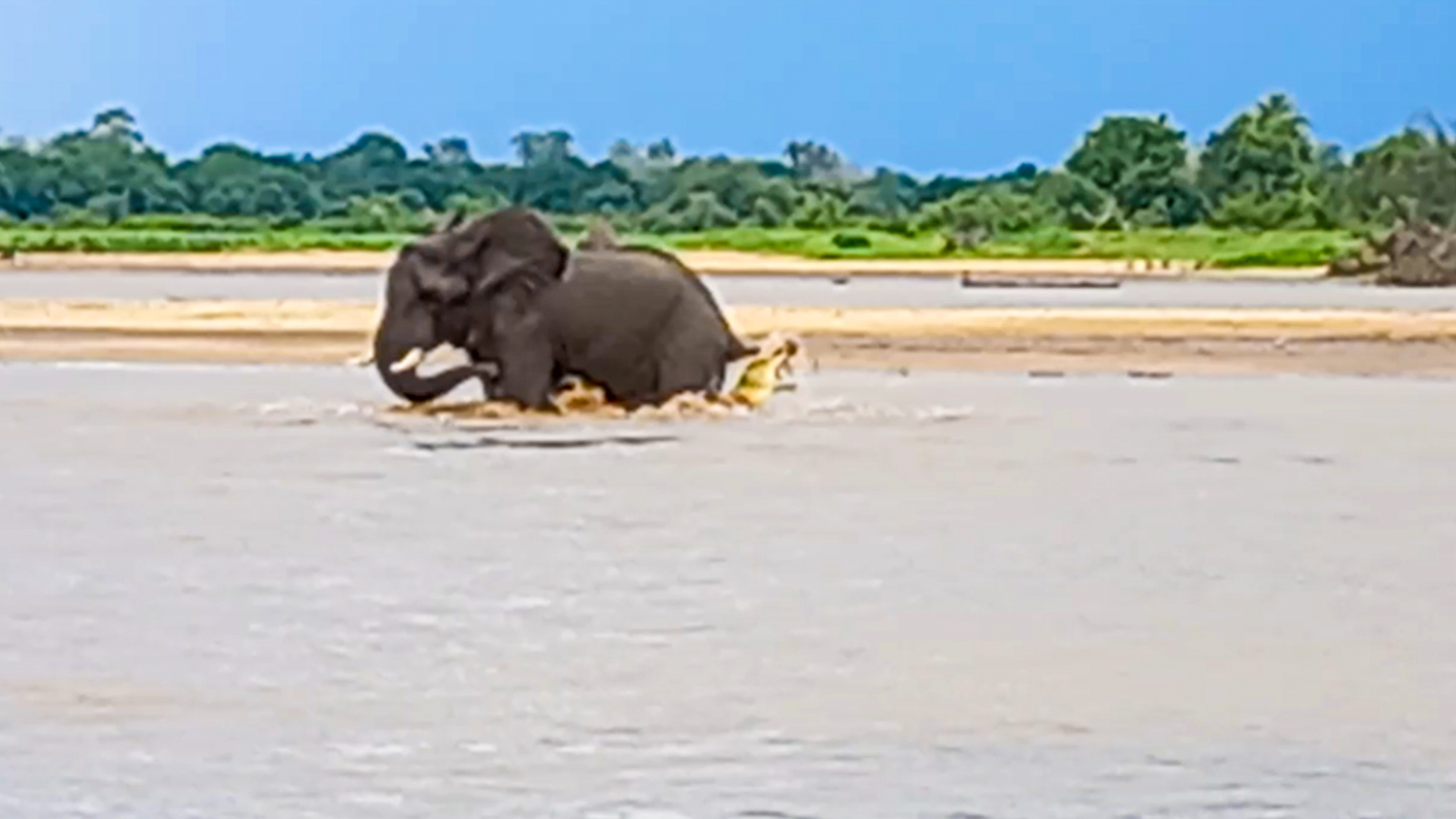 Elephant Swings Crocodile Biting its Tail