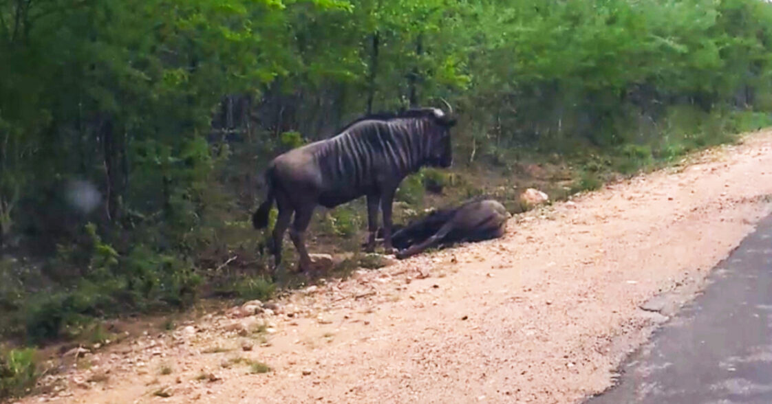 Wildebeest Helps His Dying Friend Back Up!