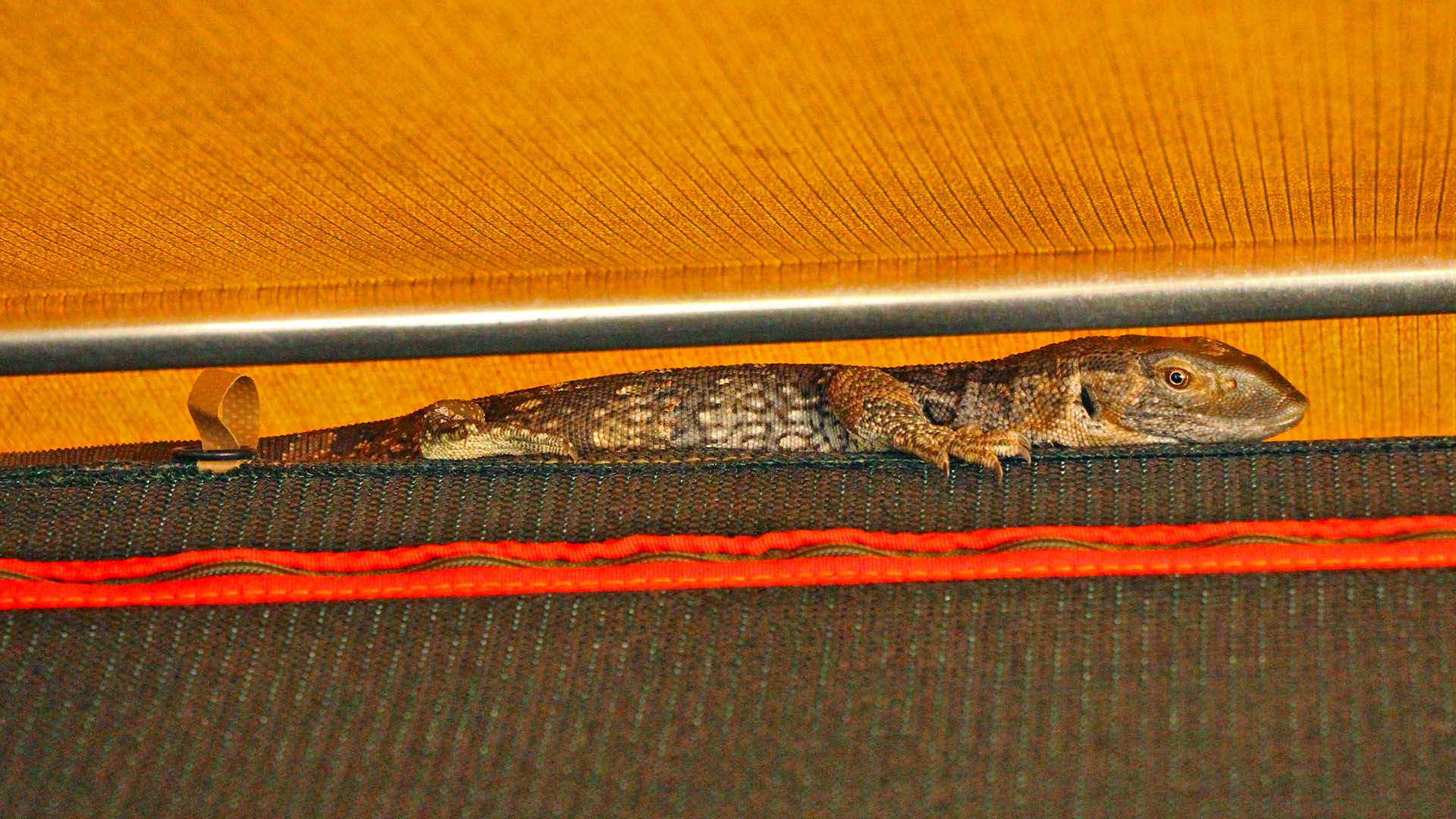 Lizard Makes Kruger Campers Tent its New Home