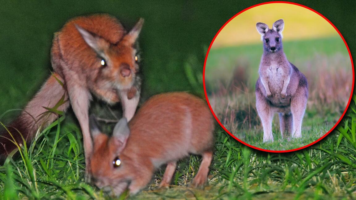 Meet Africa's Kangaroo - the Spring Hare
