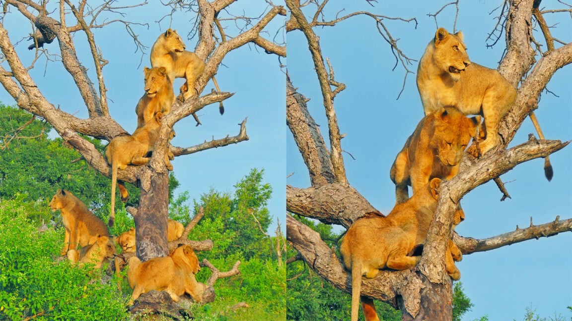 Pride of Lions Climb Trees to Escape Recent Floods