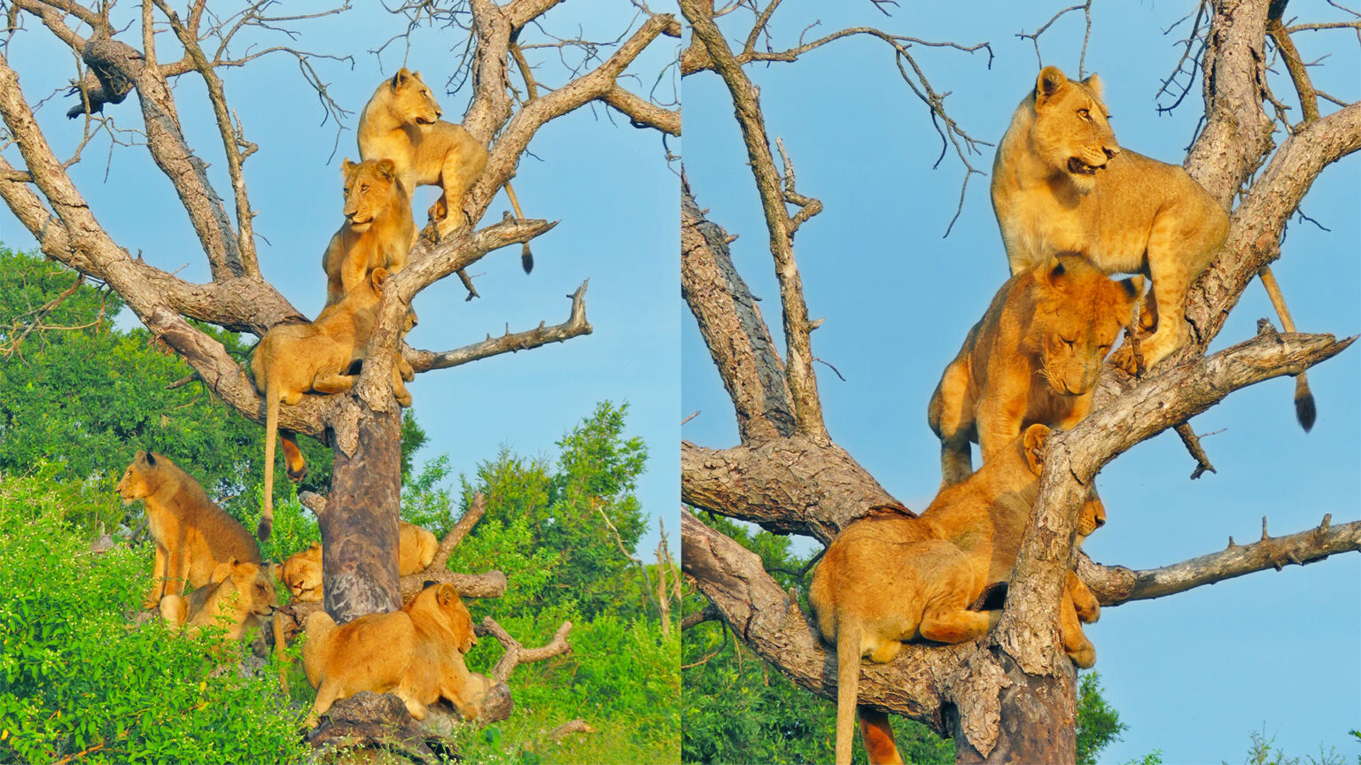 Pride of Lions Climb Trees to Escape Recent Floods