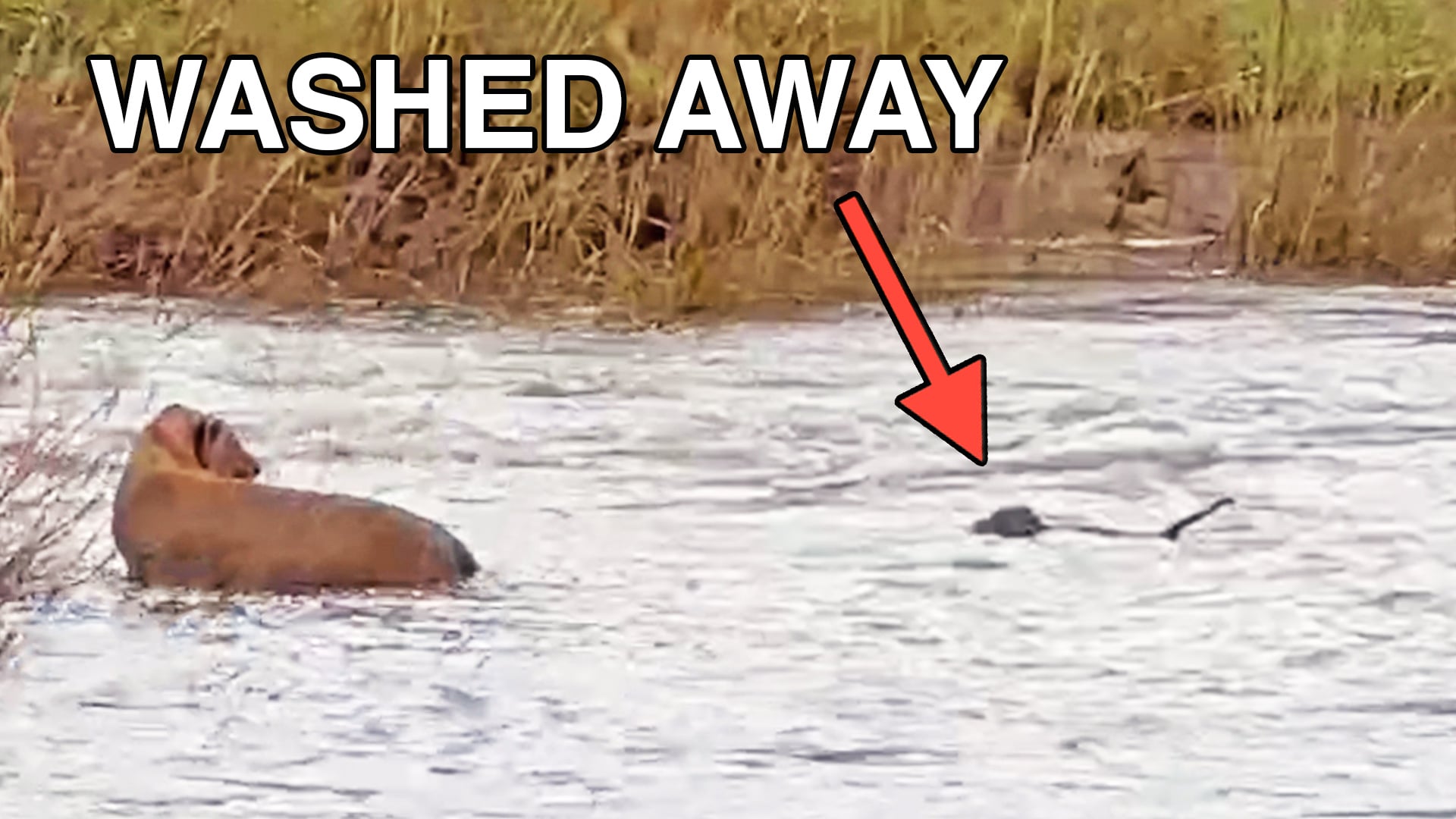 Mom Goes After Lion Cub That’s Washed Away in Flooding River