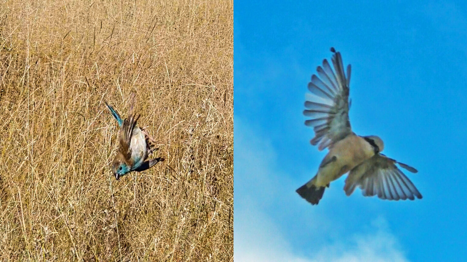 Bird Caught Mid-Flight in Spider's Web