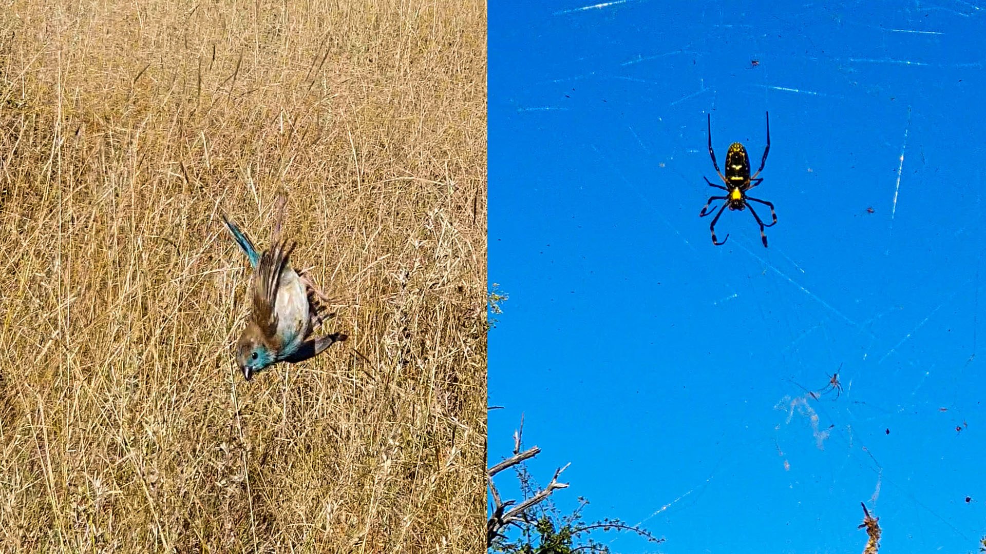 Bird Caught Mid-Flight in Spider's Web