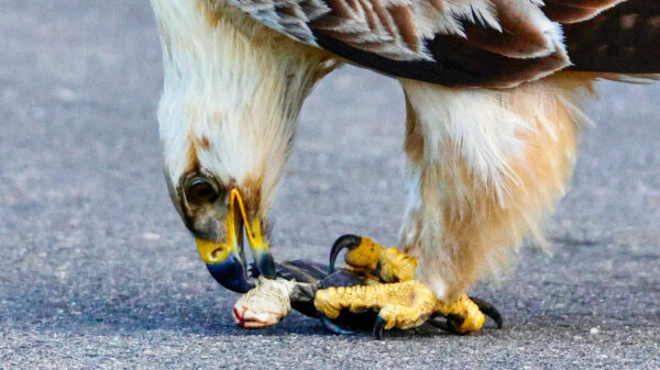 Eagle Rips Tortoise Apart in Road