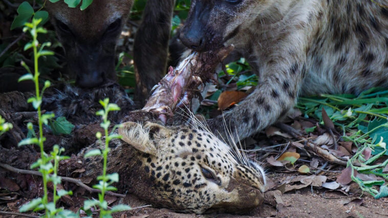Hungry Hyena Clan Eat Leopard
