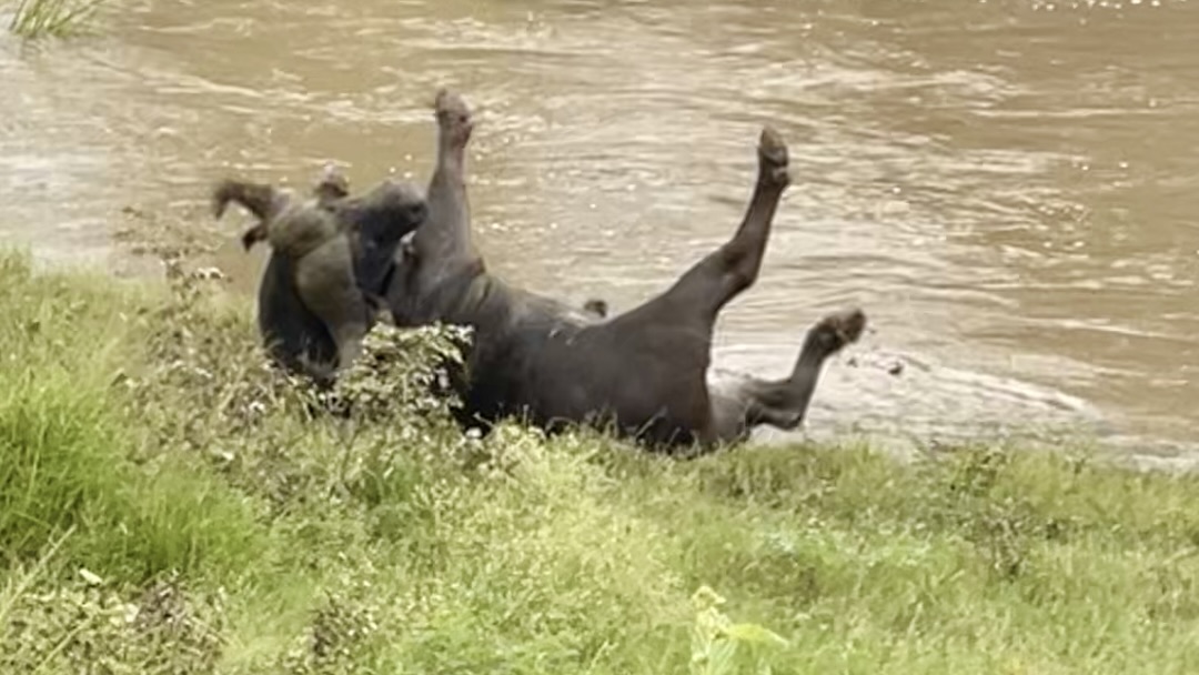 Buffalo Has Time of Its Life in the Mud