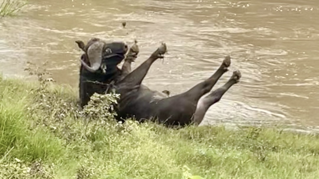 Buffalo Has Time of Its Life in the Mud