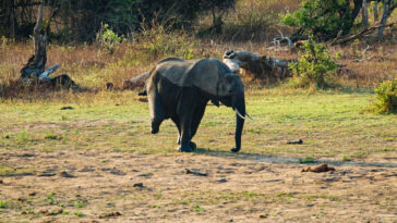 This is How an Elephant Walks With 3 Legs