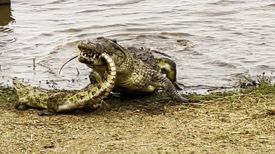 Crocodile Fights and Eats Crocodile