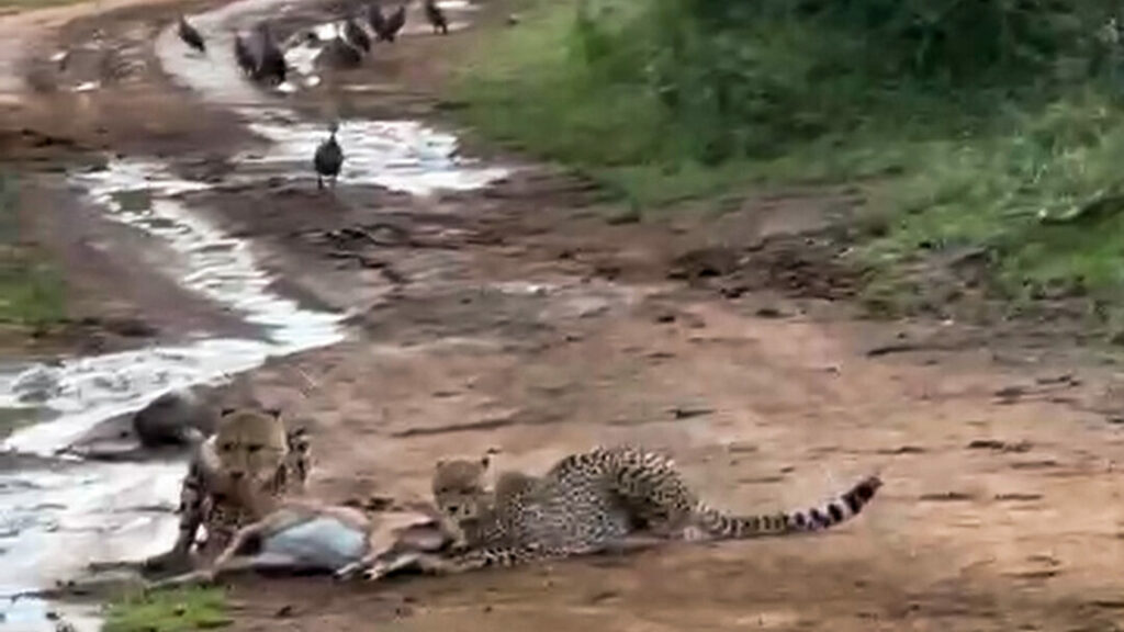 2 Cheetahs Take Down a Buck in the Middle of the Road