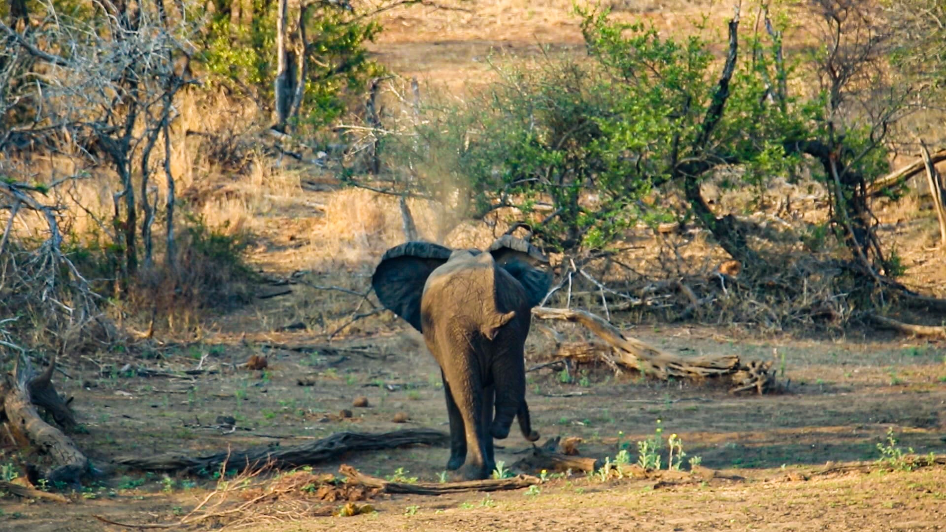 This is How an Elephant Walks With 3 Legs