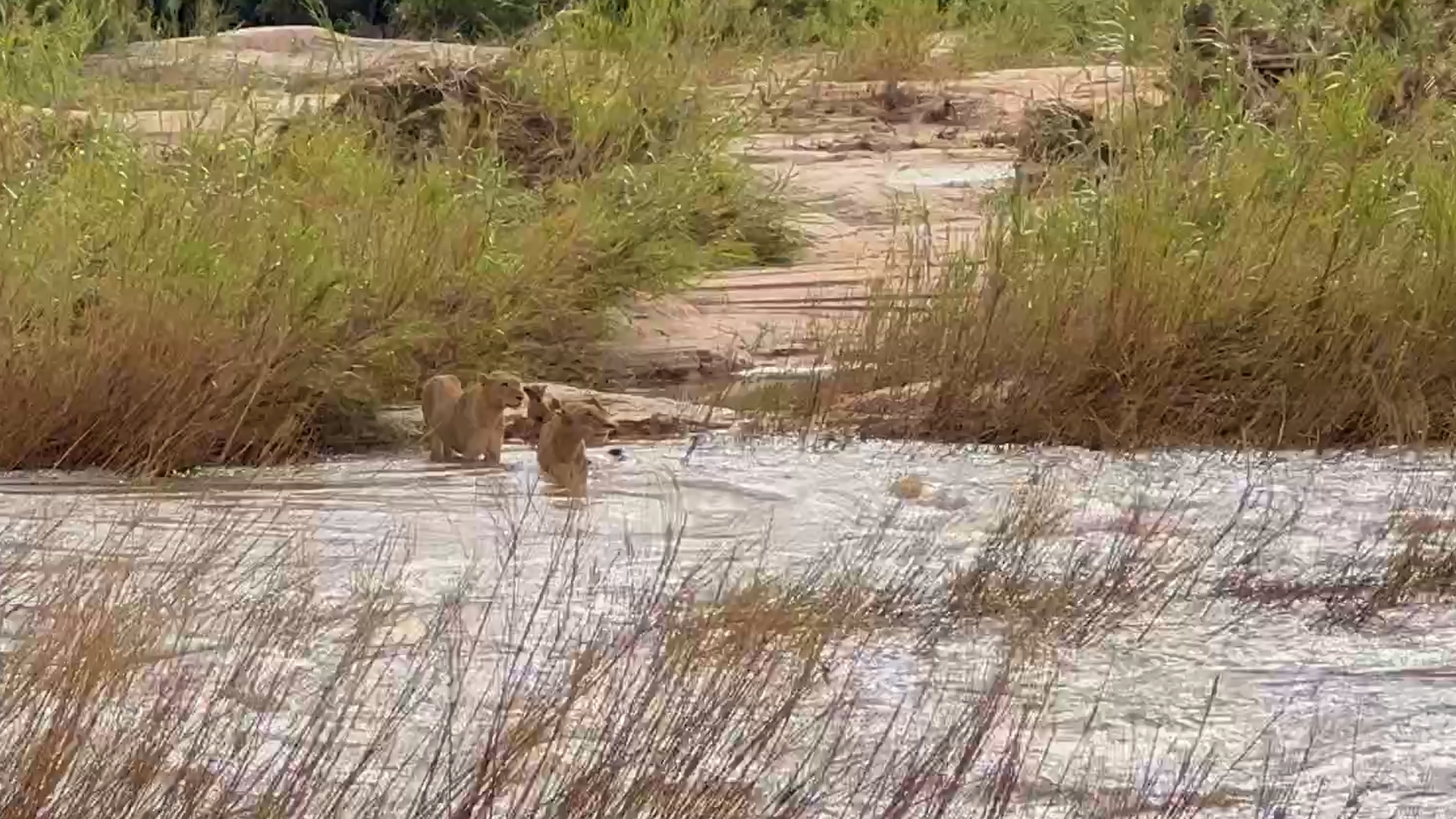 Mom Goes After Lion Cub That’s Washed Away in Flooding River