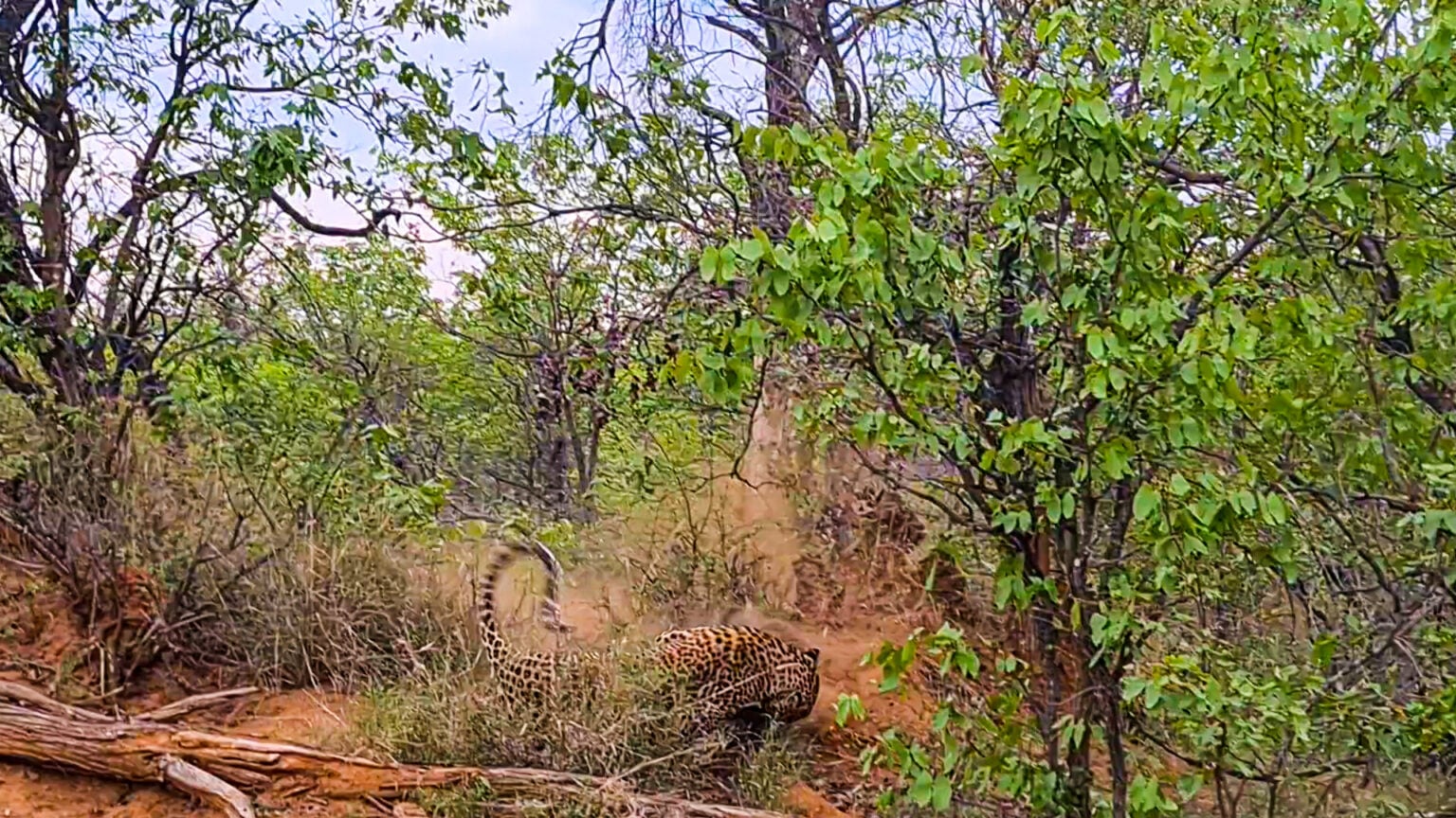 Warthog Swings Leopard around to Break Free from Its Grip