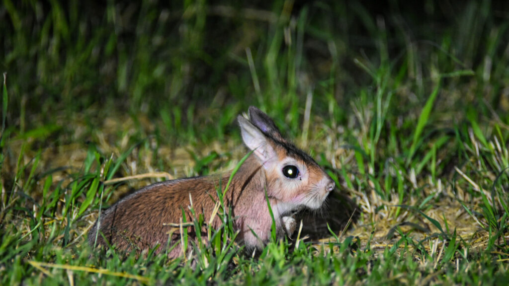 Meet Africa's Kangaroo - the Spring Hare