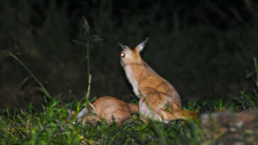 Meet Africa's Kangaroo - the Spring Hare