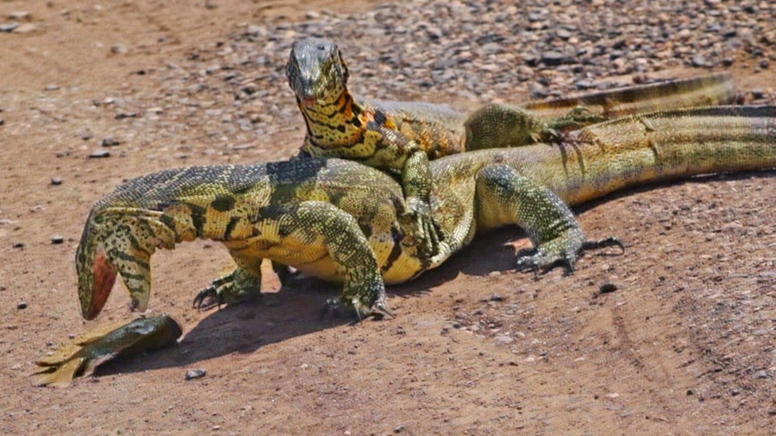 Monitor Lizards Fight Over Fish
