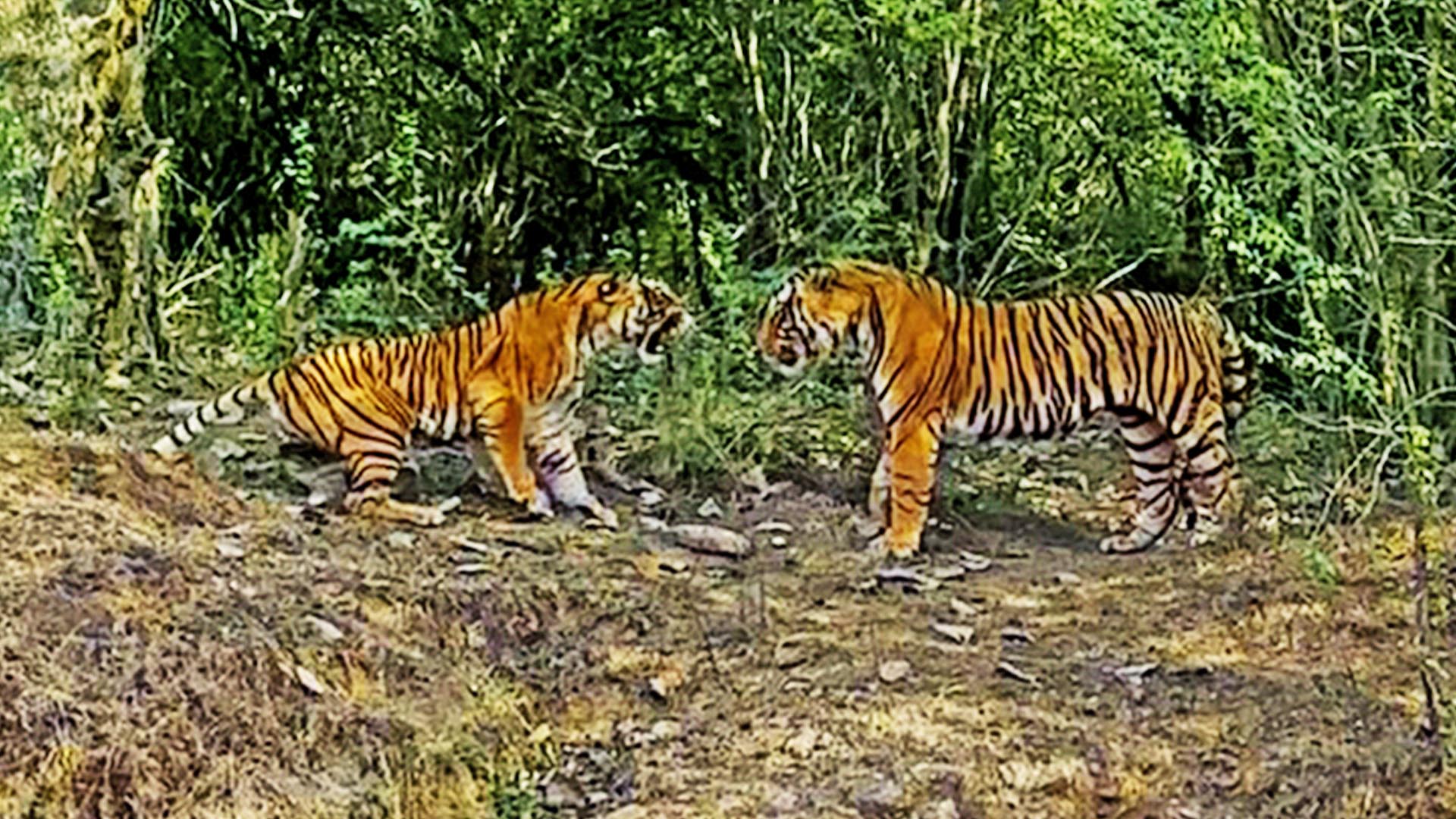 Tigress Fights Male Tiger to Protect her Cub - India