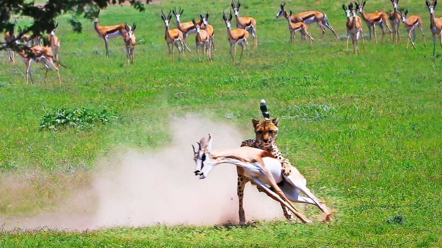 Cheetah Hunts Springbok While Herd Watches On