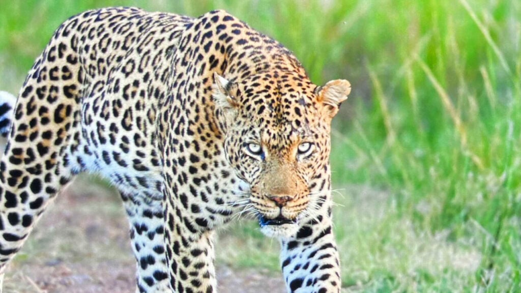 Get Lucky this Weekend and Spot the Elusive Leopard