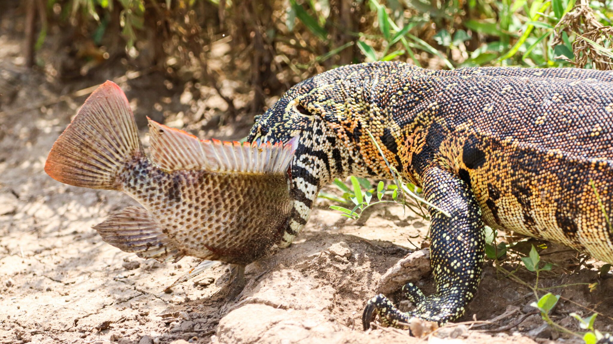 Monitor Lizards Fight Over Fish