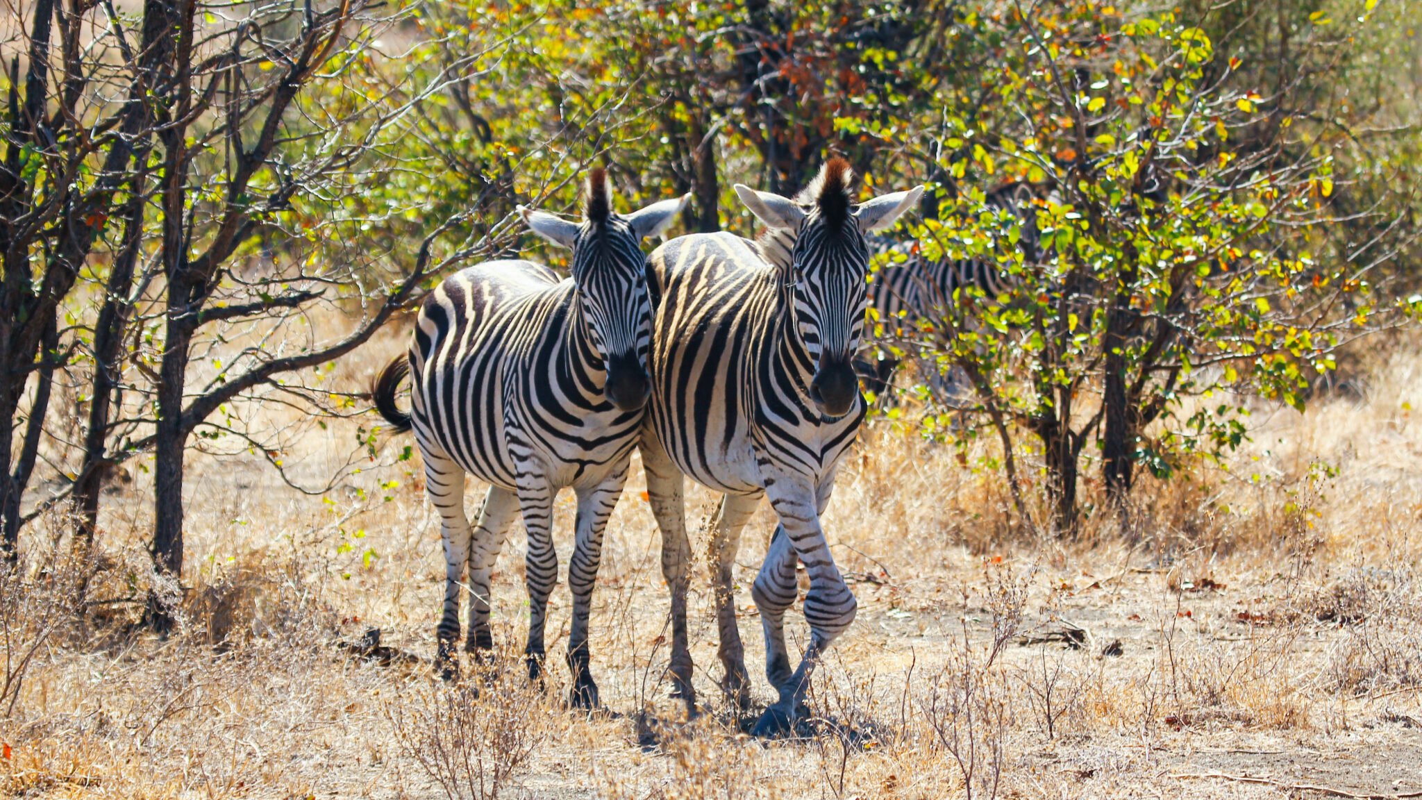 Miracle Zebra Survives Africa Despite Defect