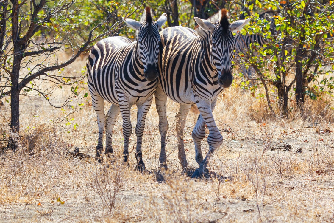 Miracle Zebra Survives Africa Despite Defect