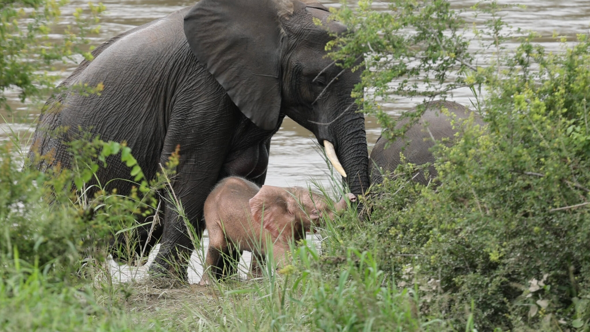 Meet the Pink Elephant
