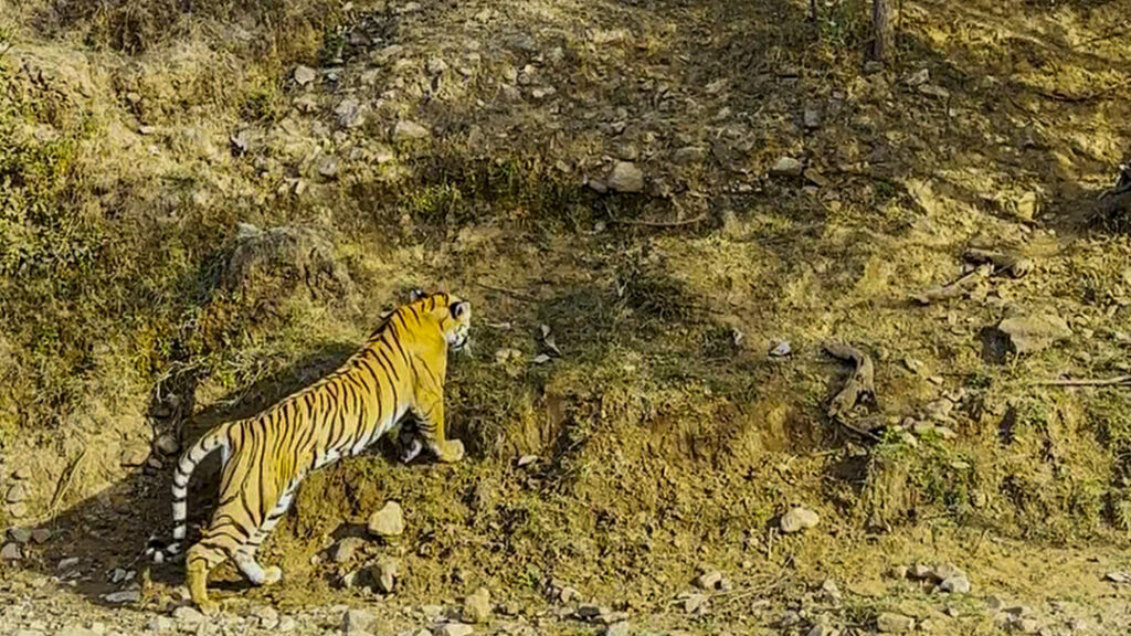 Tigress Fights Male Tiger to Protect her Cub - India