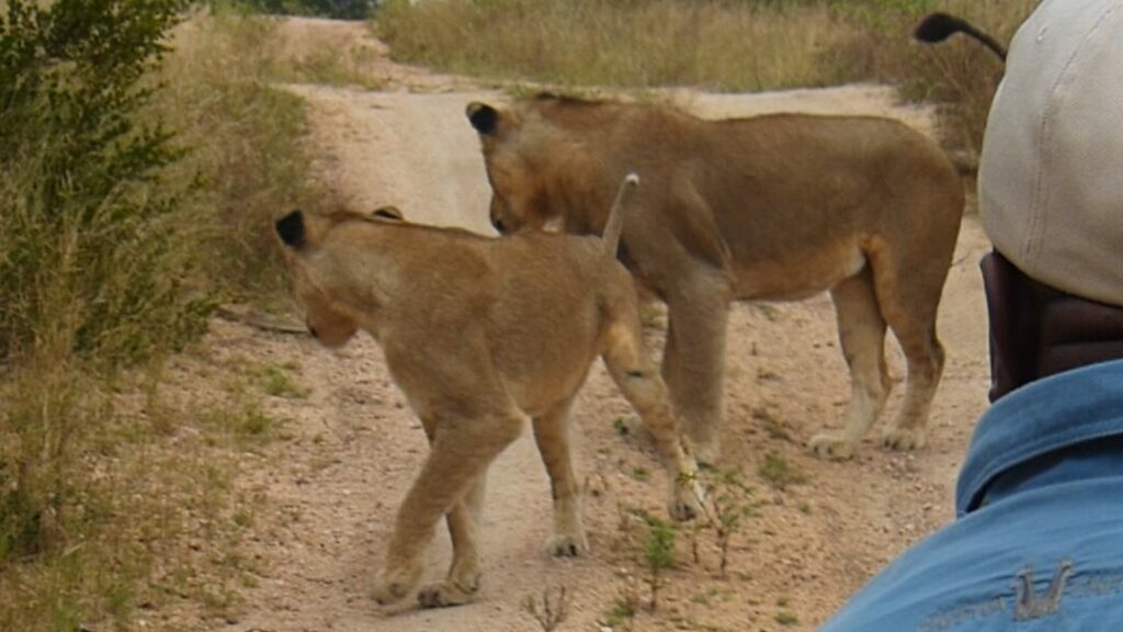 Lizard Manages to Fend Off Lions and Cobra