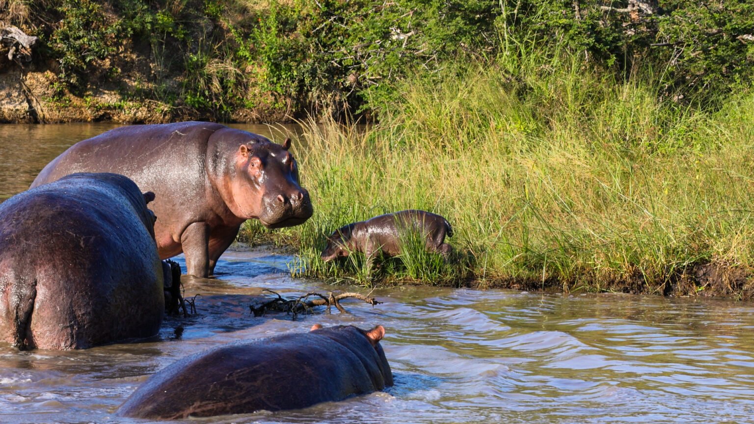 Hippos Kill Baby Hippo - Mom Tries to Protect It