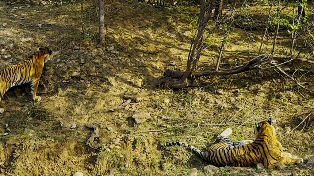 Tigress Fights Male Tiger to Protect her Cub - India