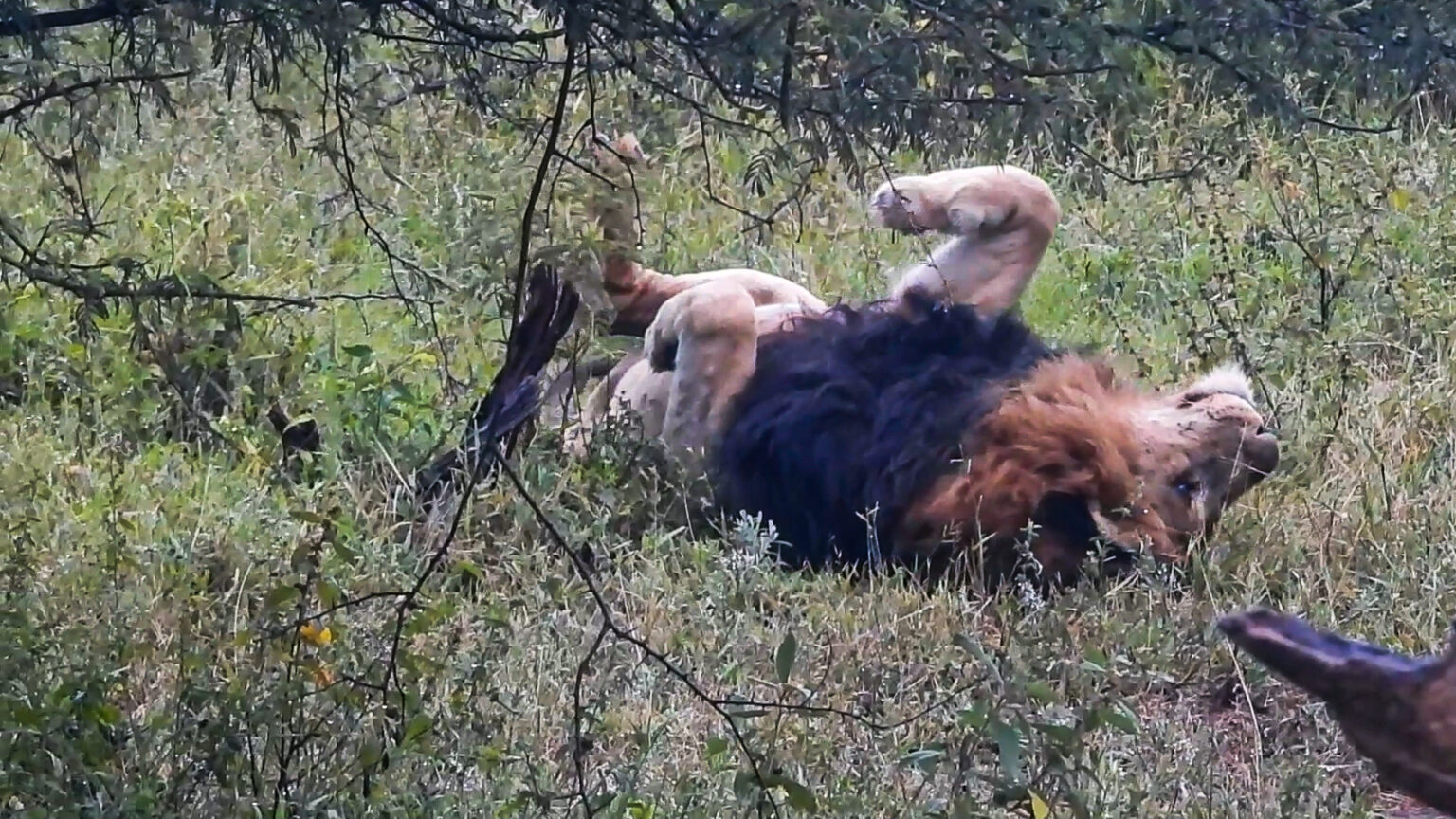 400 Pound Lion VS Fly