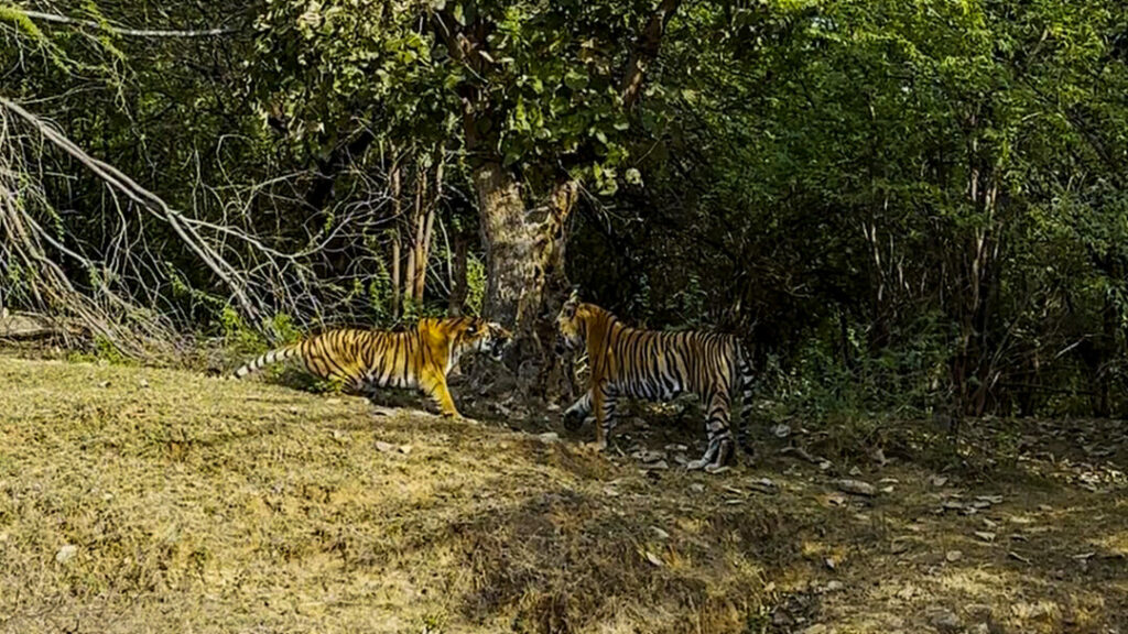Tigress Fights Male Tiger to Protect her Cub - India