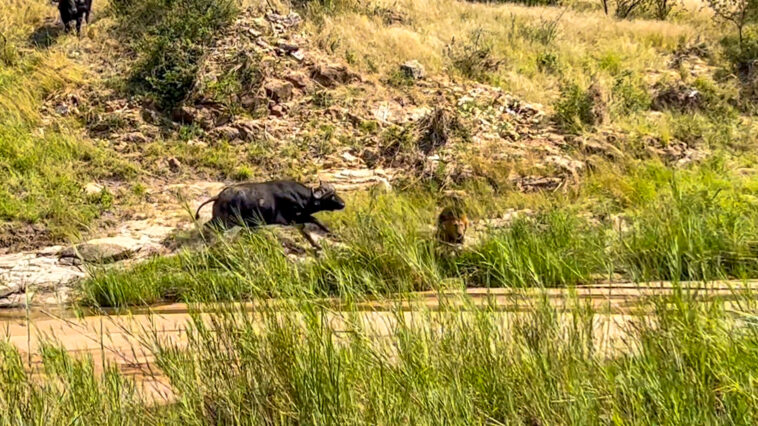 Male Lion Catches and Drags Entire Buffalo