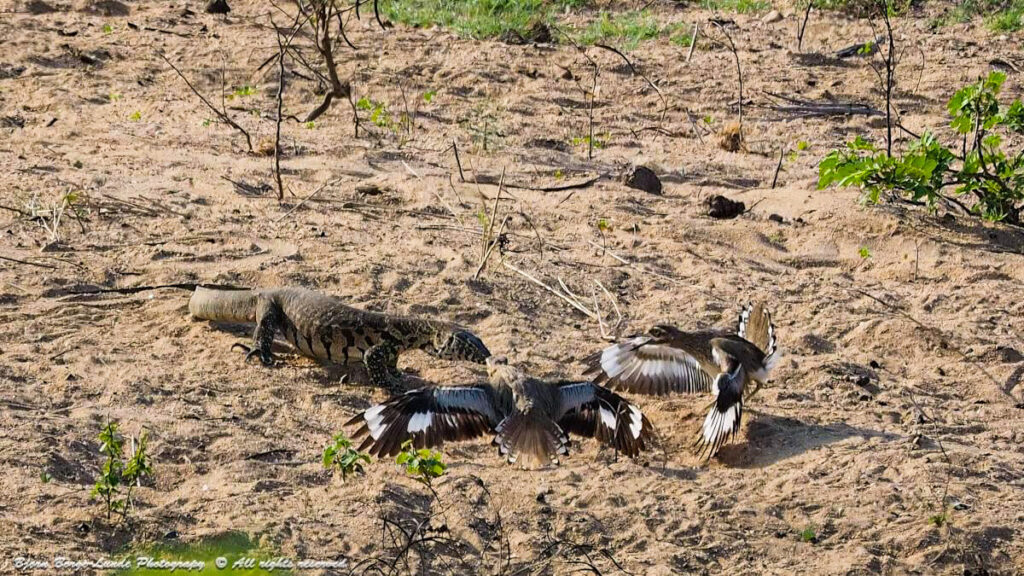 Birds Defend Their Nest from Giant Lizard
