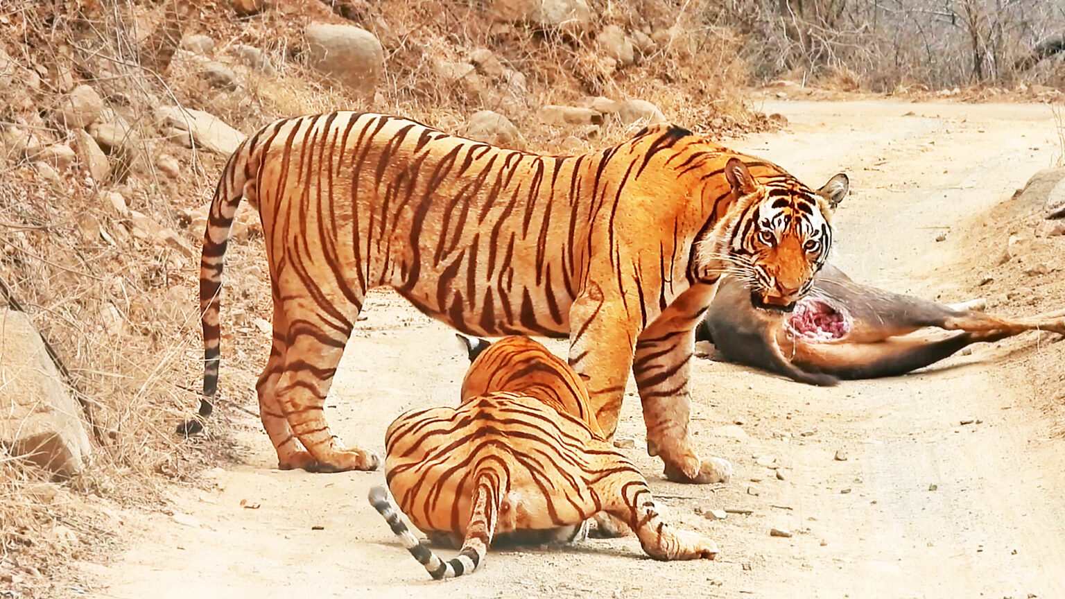 Tigress Tries Stealing Huge Male’s Meal