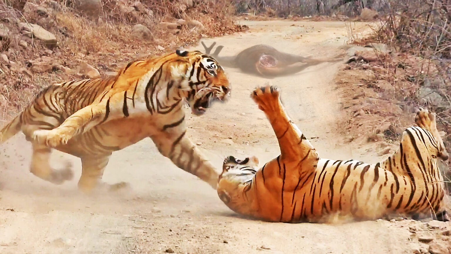 Tigress Tries Stealing Huge Male’s Meal