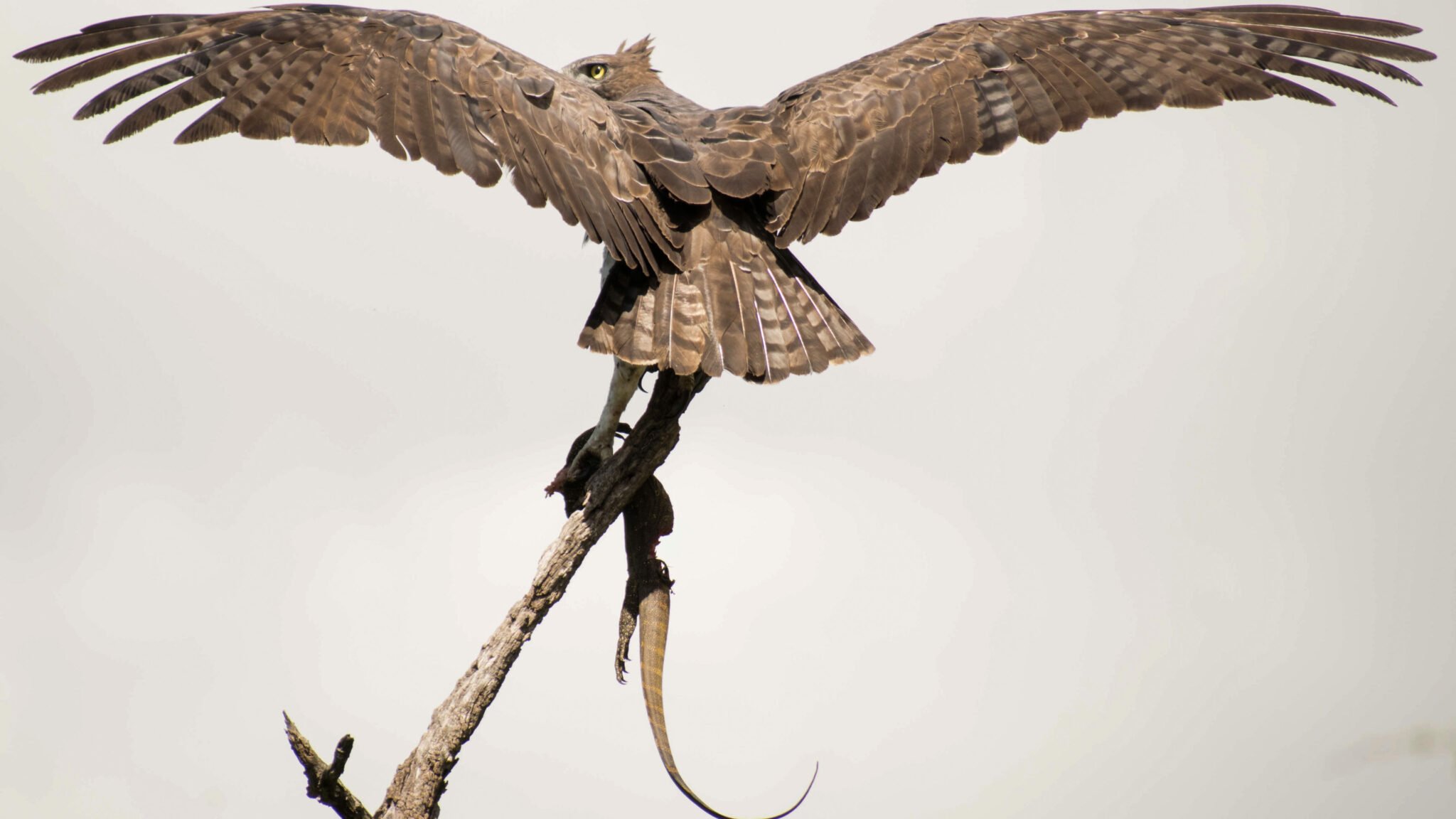 Eagle Takes Lizard Flying