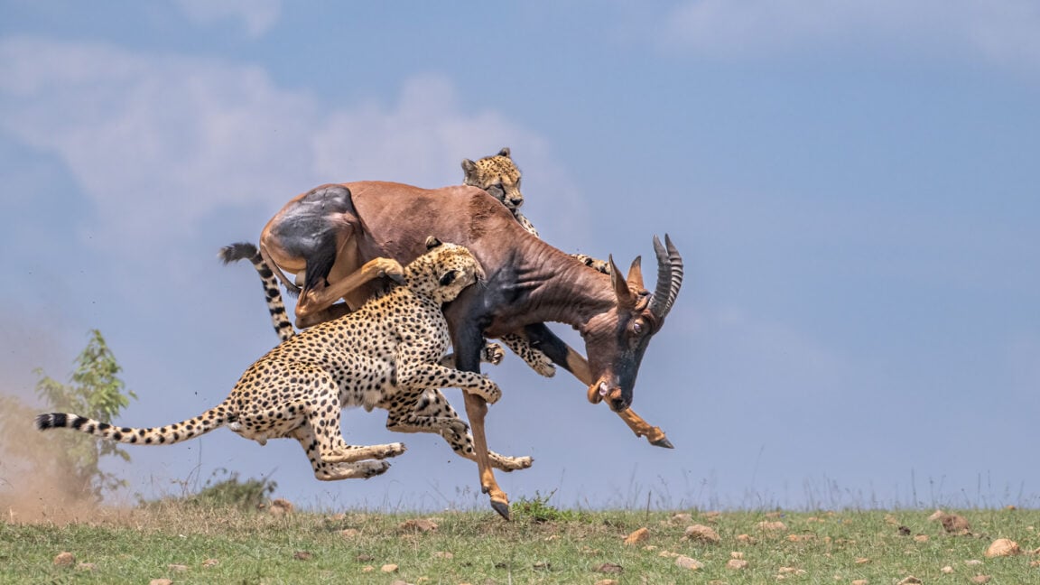 Latest Sightings - Real-Time Wildlife Sightings in Kruger & Pilanesberg