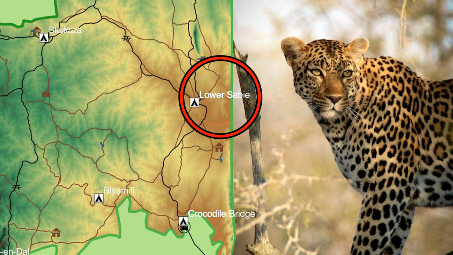 Here is the Top Camp to See Leopards in Kruger
